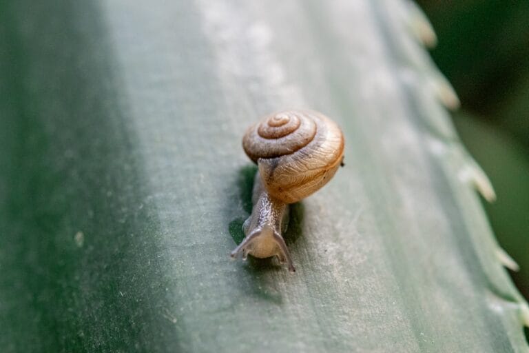 12 Common Garden Pests: How To Spot And Stop Them