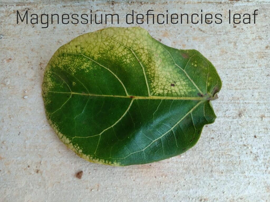 What Is Wrong With My Plant Leaves ? Best 17common Problems Explained