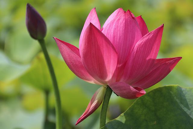 Lotus Flower: 20 Best Facts About Its Beauty & Symbolism