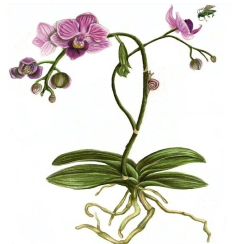 Velamen 101: The Remarkable Water-Absorbing Tissue In Orchid Roots
