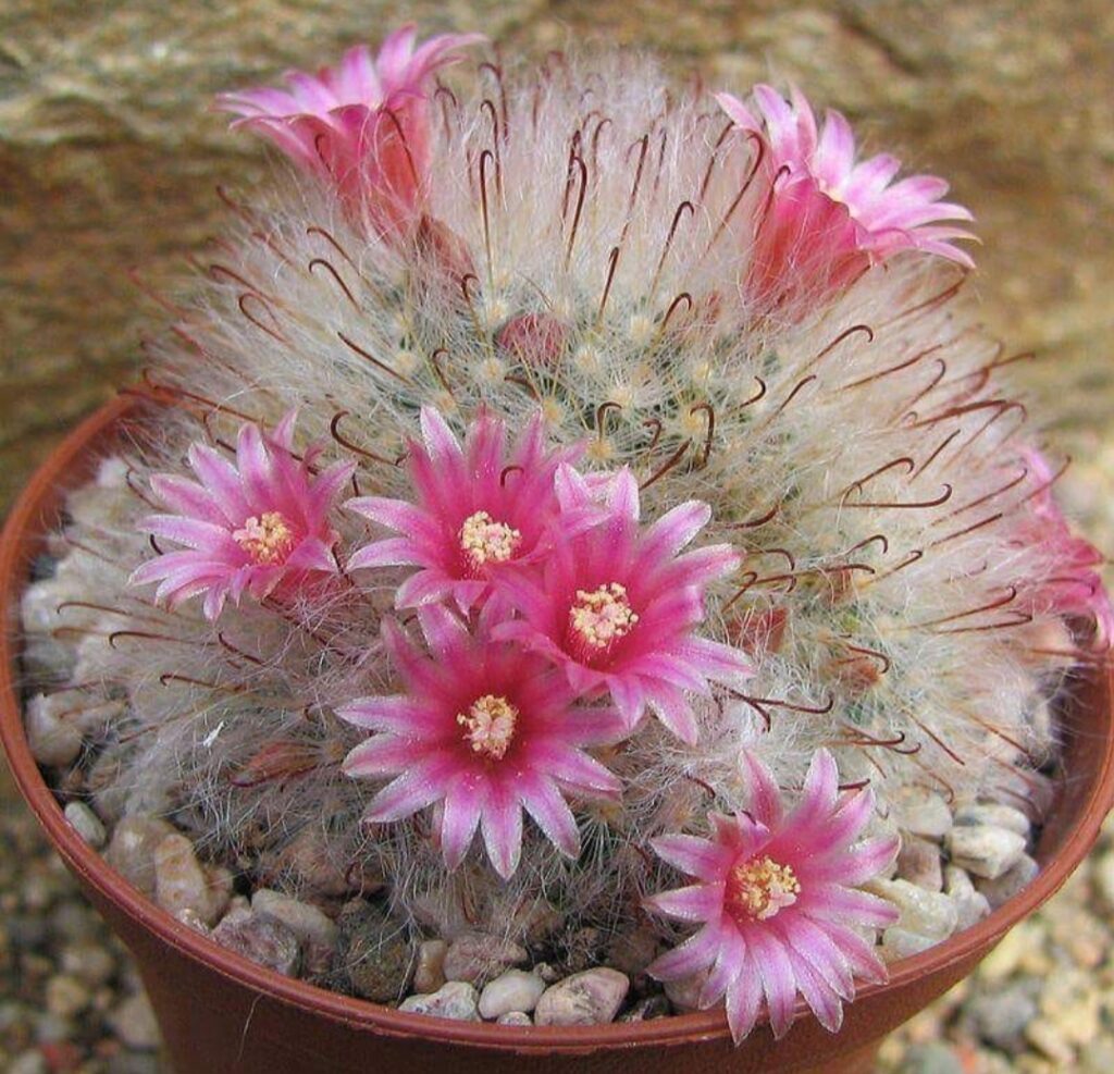 Flowering Cactus Plants:Best 10 Varieties To Brighten Your Garden And Home"