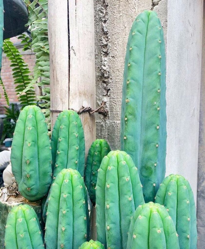 Most Expensive Cactus In The World Could Be Worth A Fortune ...