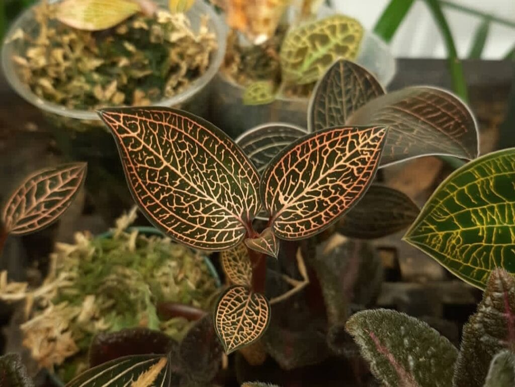 Jewel Orchid Care: 10 Best Step-by-Step Guides For Beginners