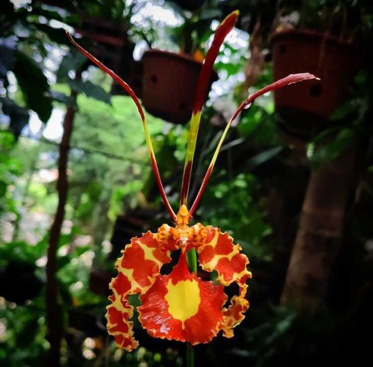 Oncidium (Dancing Lady Orchid): In-Depth Care Guide For Beginners
