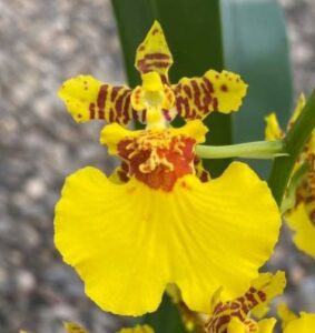 Oncidium (Dancing Lady Orchid): In-Depth Care Guide For Beginners