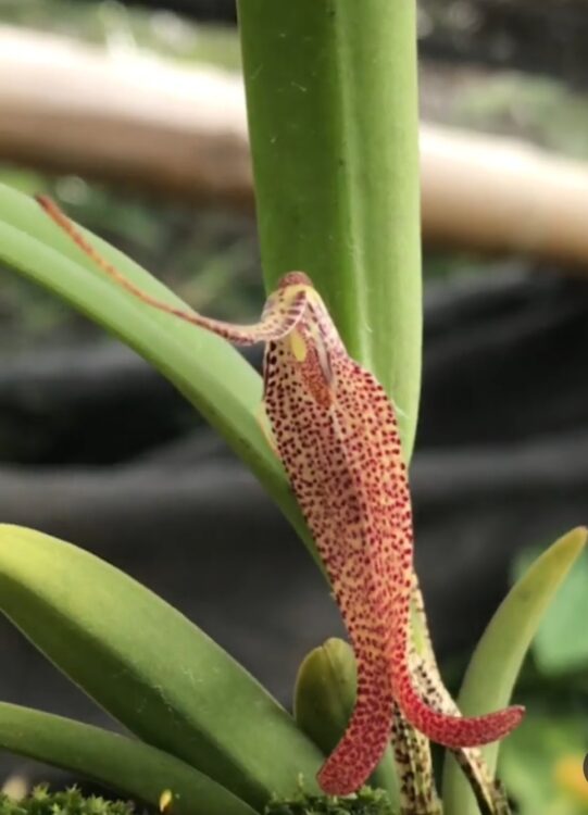Mini Orchids : Unraveling The Best Top 10 Mini Varieties To Mount On Bark"