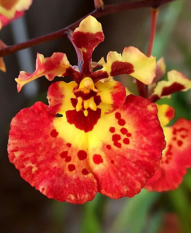 The Enchanting World Of Orchid Varieties: A Complete Overview