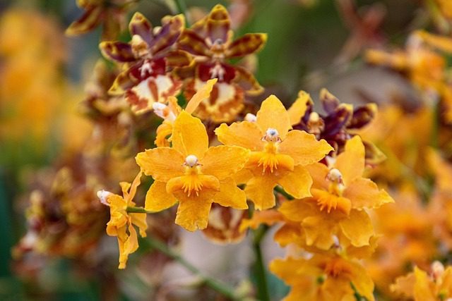 Oncidium (Dancing Lady Orchid): In-Depth Care Guide For Beginners