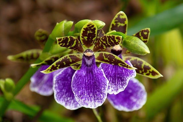 The Enchanting World Of Orchid Varieties: A Complete Overview
