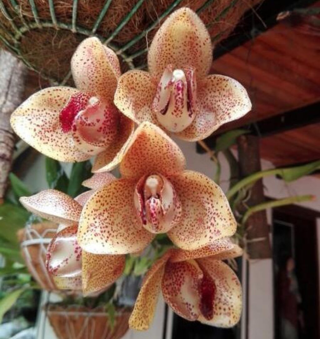 10 Orchid Varieties Perfect For Hanging Baskets