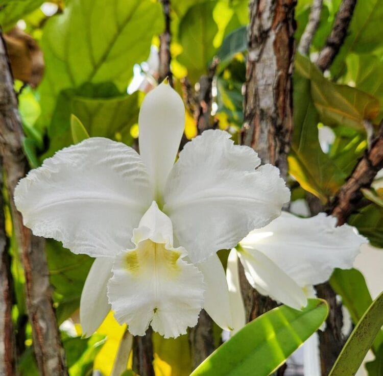 Cattleya Orchid Varieties: 10 Best To Grow Now - Freeplantscare