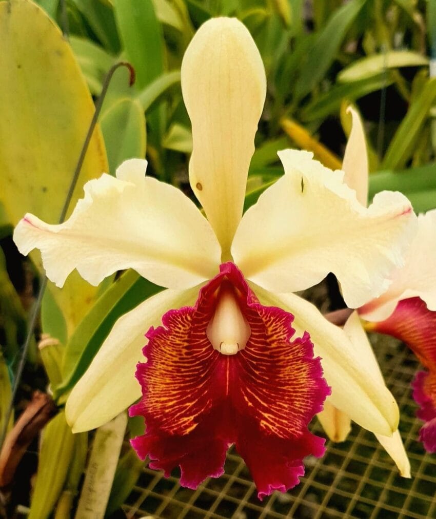Cattleya Orchid Varieties: 10 Best To Grow Now
