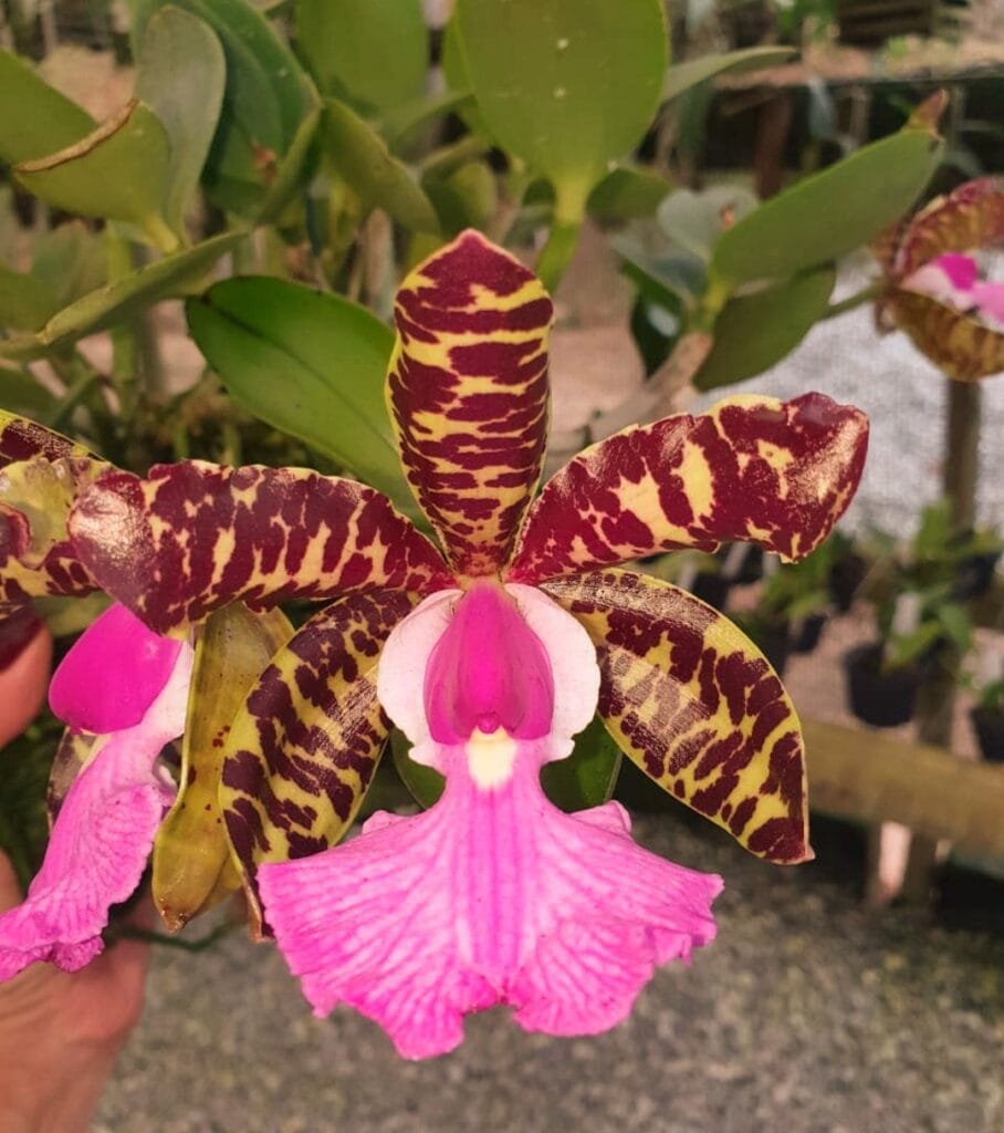 Cattleya Orchid Varieties: 10 Best To Grow Now