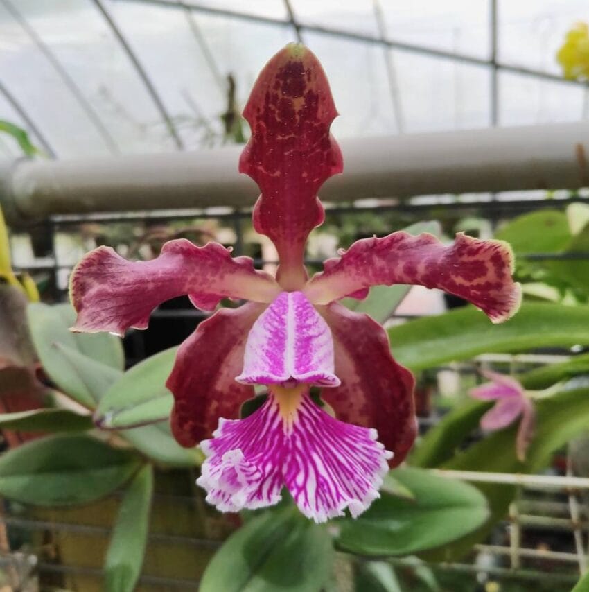 Cattleya Orchid Varieties: 10 Best To Grow Now