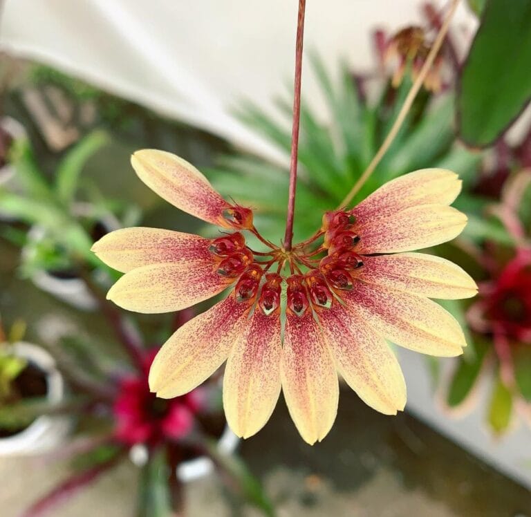 Bulbophyllum Orchid : Guide On How To Care And Grow.