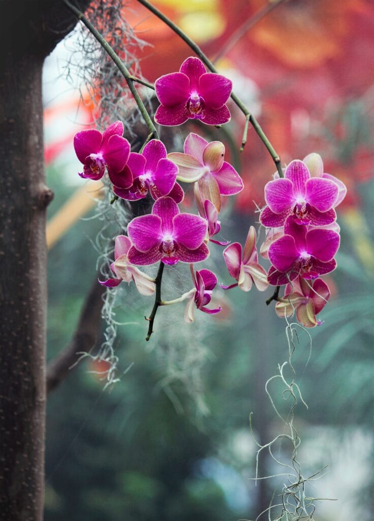 Why My Orchids Leaves Winkled