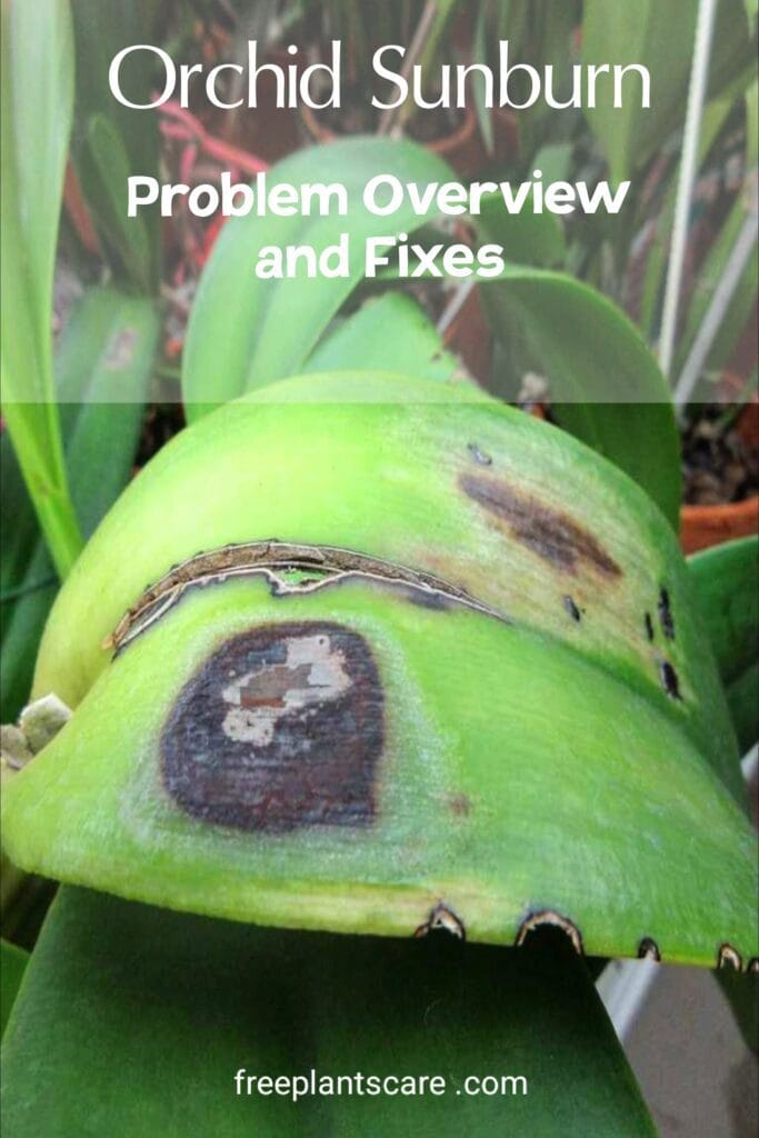 Orchid Sunburn: Problem Overview And Fixes