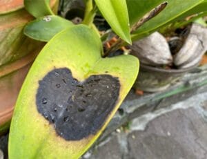 Orchid Sunburn: Problem Overview And Fixes