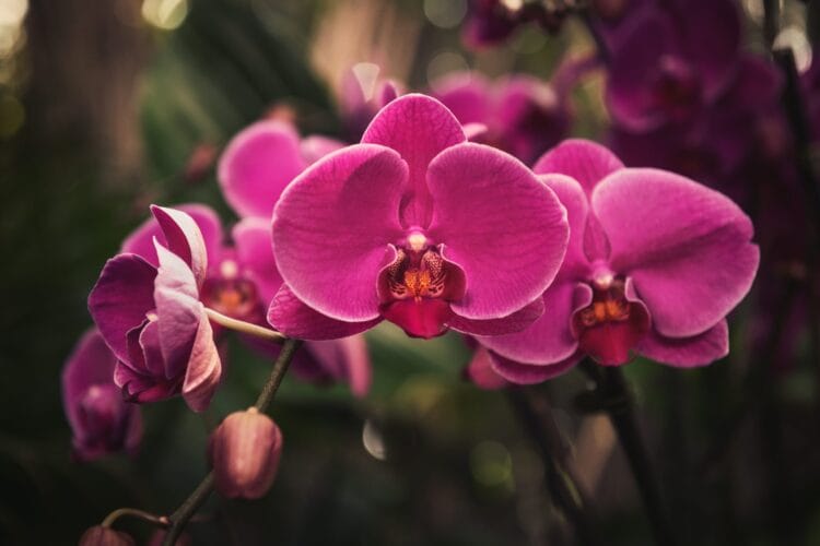Top Causes For Your Orchid's Leaf Drop