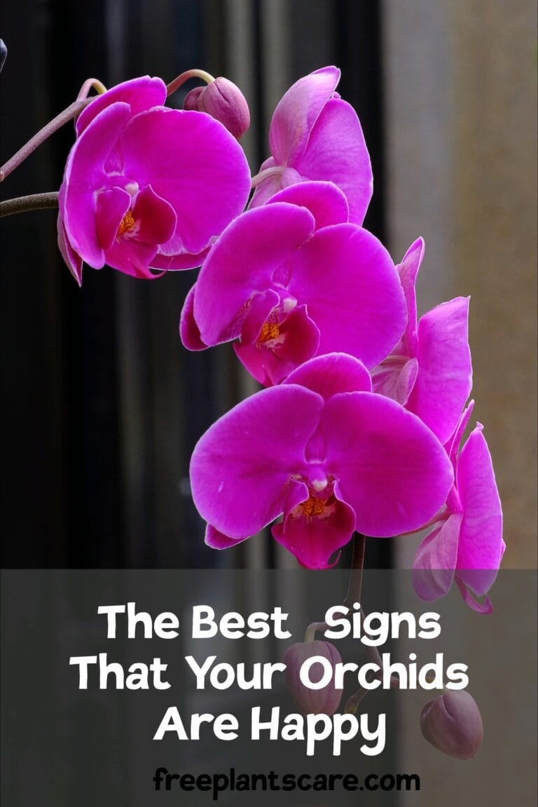 The Best Signs That Your Orchids Are Happy