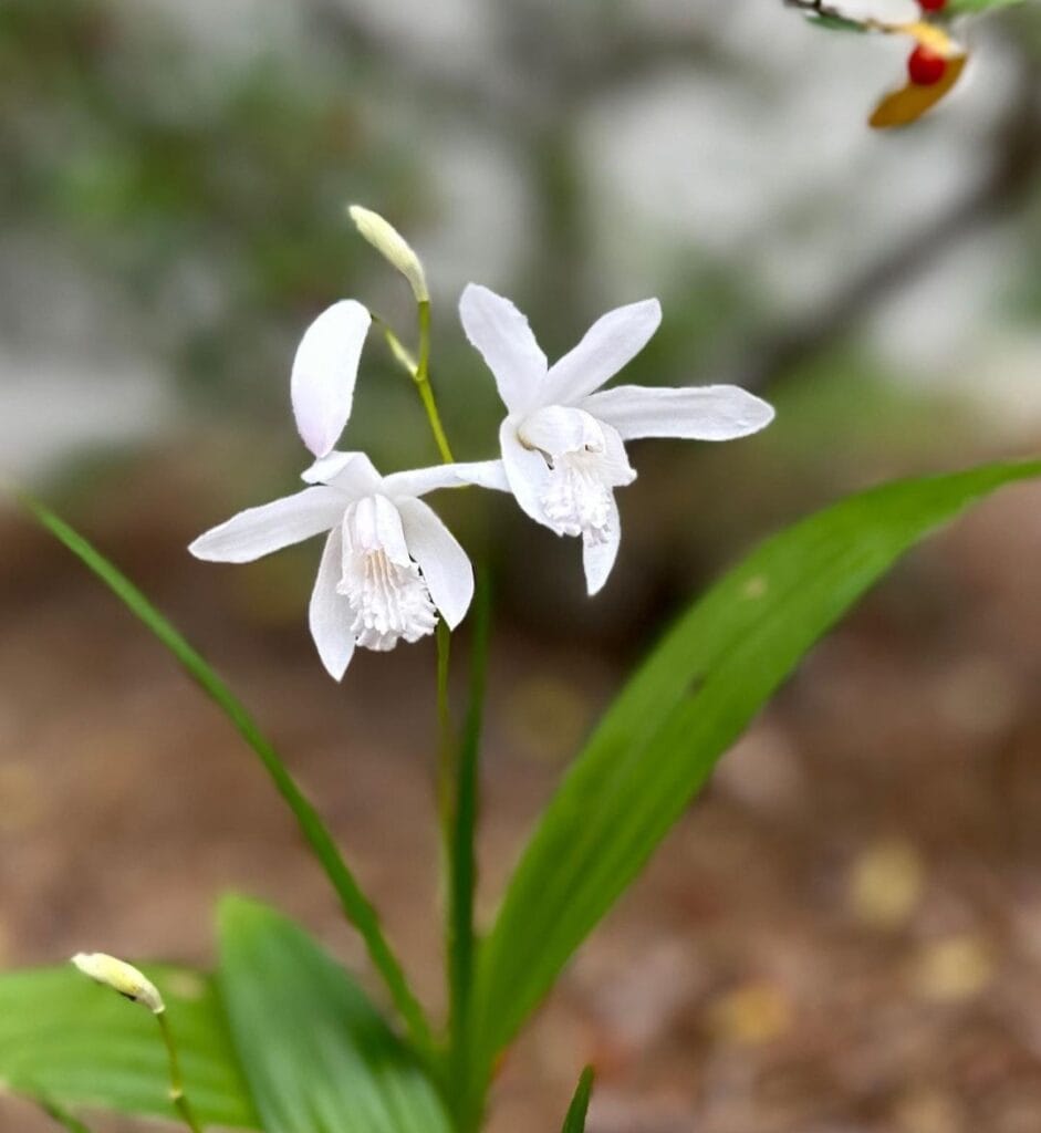 10 Best Ground Orchids That Can Be Grown In The Ground