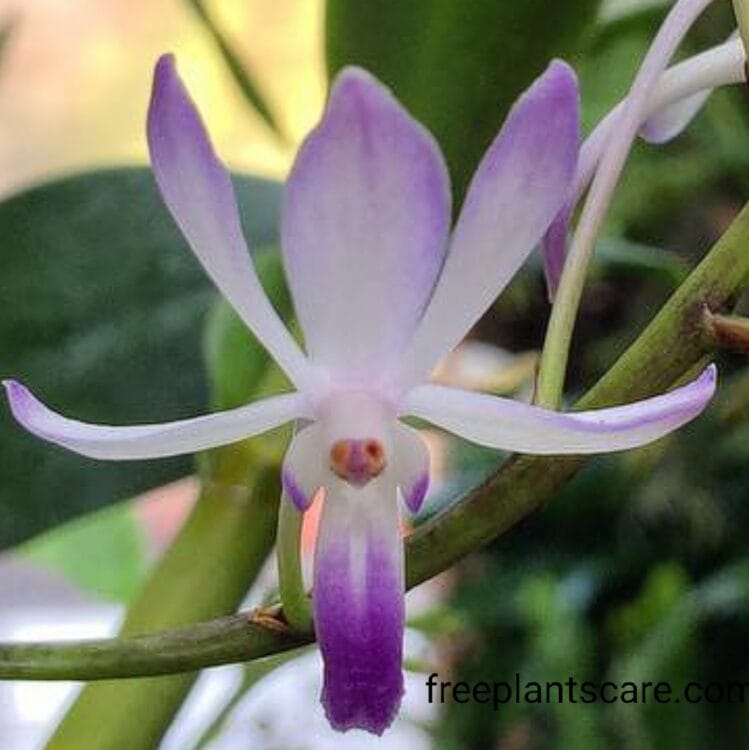 10 Best Ground Orchids That Can Be Grown In The Ground