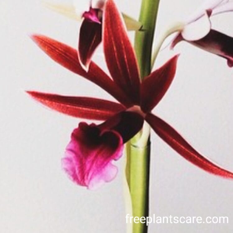 10 Best Ground Orchids That Can Be Grown In The Ground