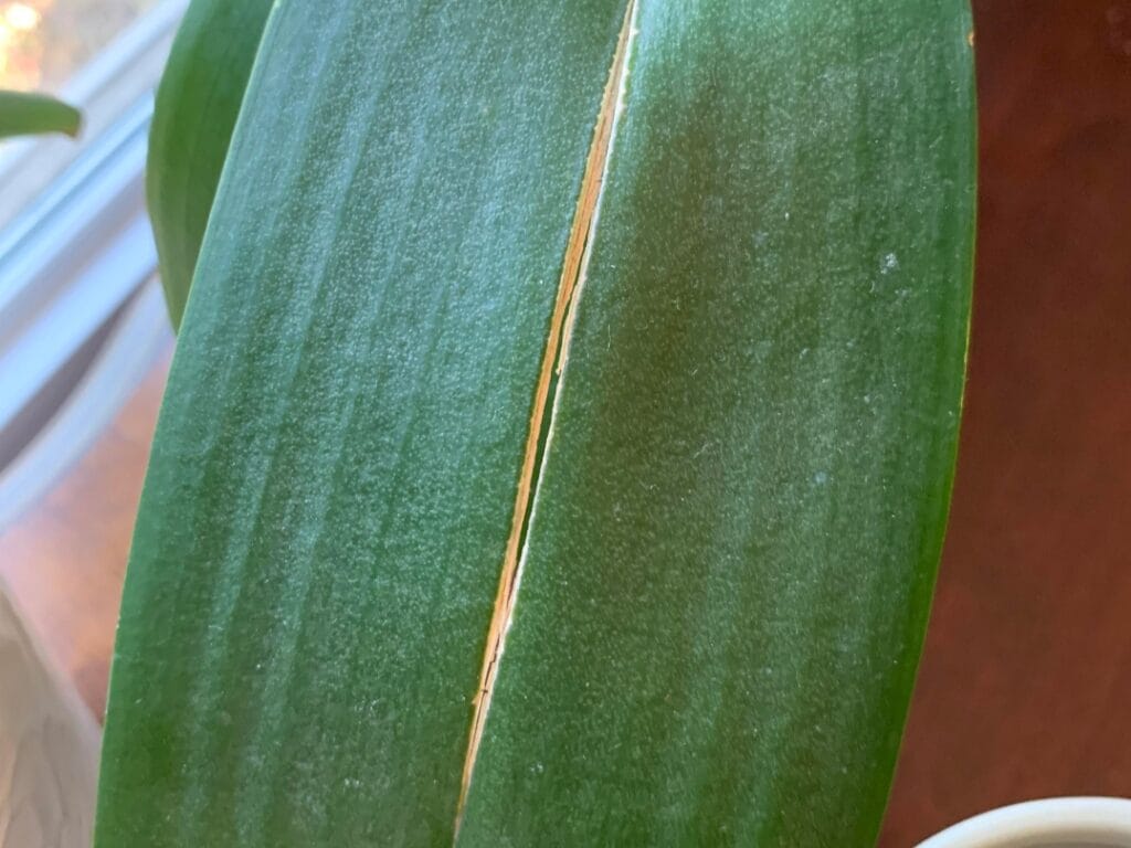 Orchid Leaves Split: Best 12 Reasons Behind Orchid Leaf Splitting