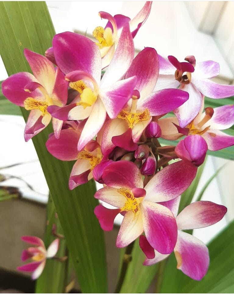 10 Best Ground Orchids That Can Be Grown In The Ground