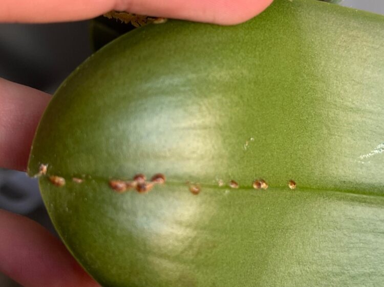 Scale Insects On Moth Orchids: Top 4 Expert Tips To Protect Your Plants ...