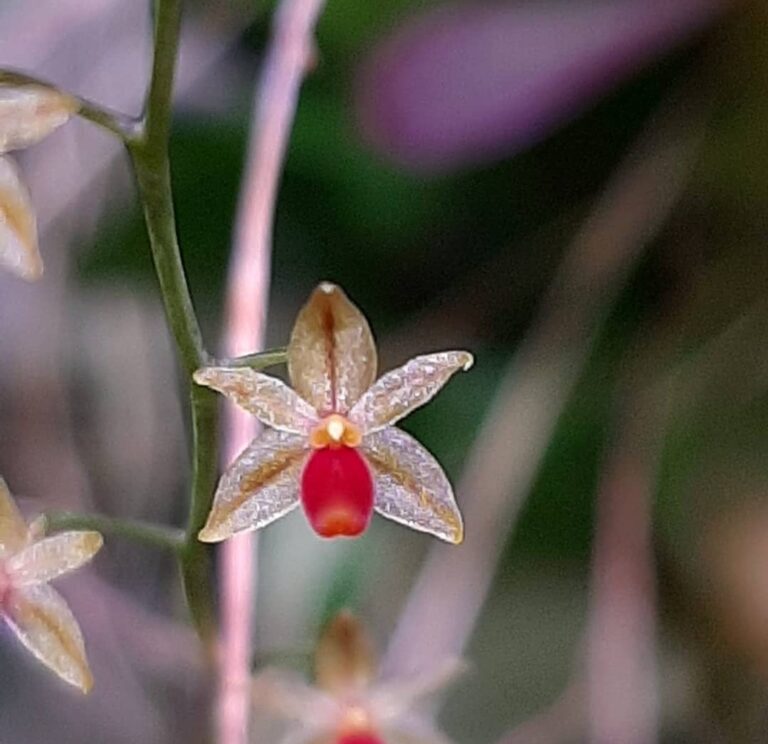 Platystele Orchids: 10 Best Varieties - An Orchid Collectors' Delight ...