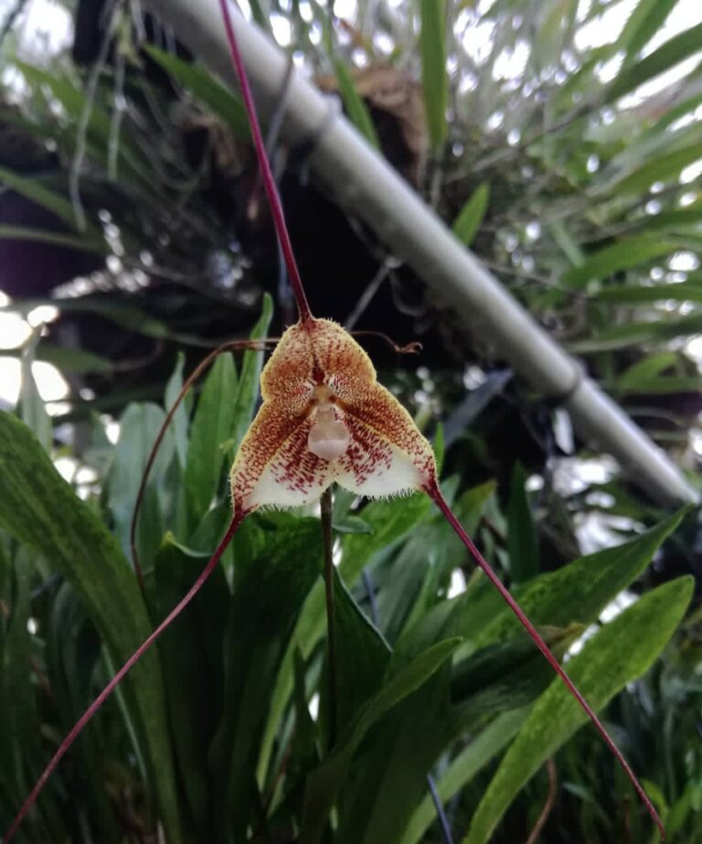 How To Care For And Cultivate Monkey Face Orchids"