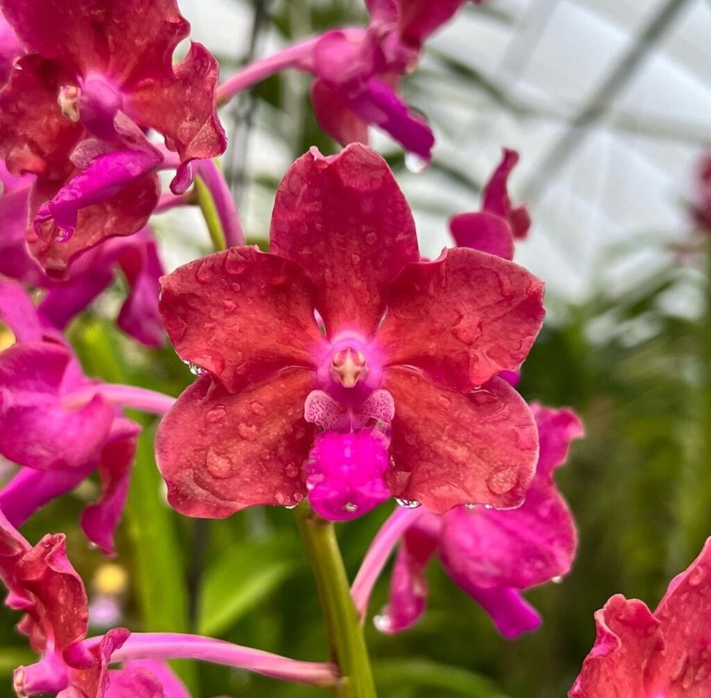 Best Purple Orchid Flower Meaning, Symbolism & A Symbol Of Royalty And ...