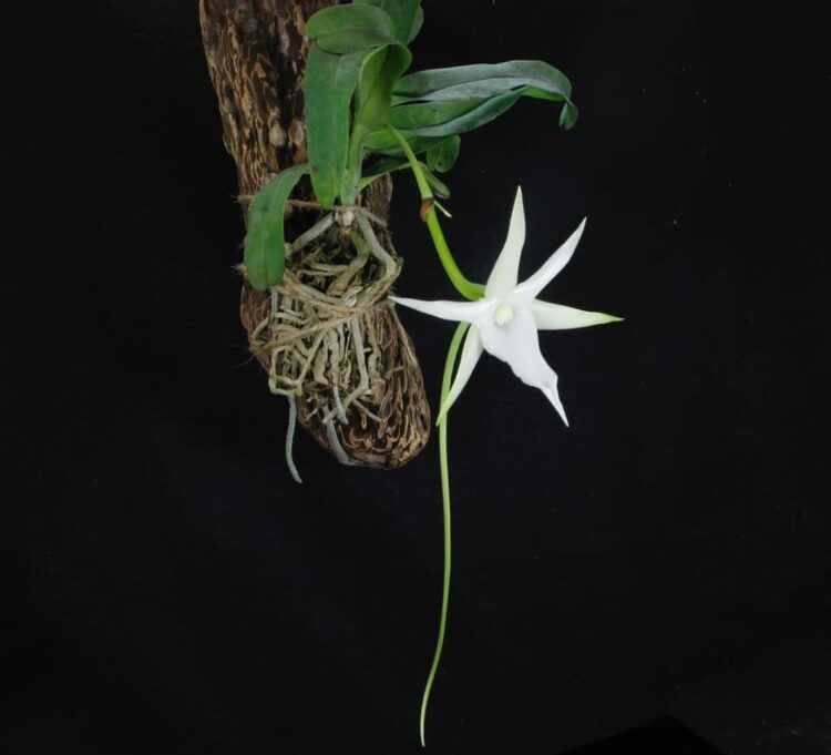 Best 10 Must-Have Angraecum Orchids Varieties For Home Gardens