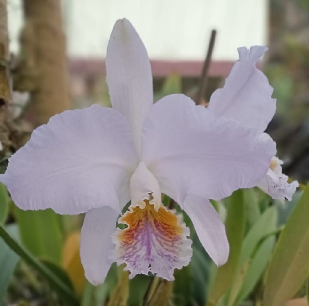Orchid Obsession: Exploring The Top 10 Cattleya Varieties Every ...