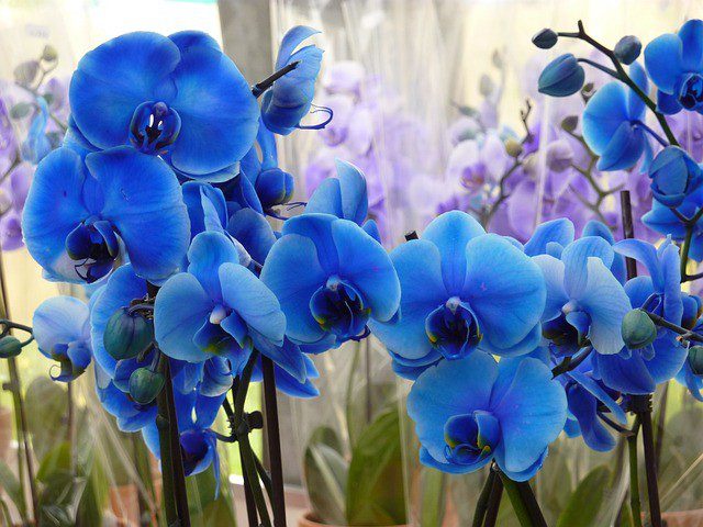 Orchid Farming Success: The Best Guide To Earning $10,000 Per Month