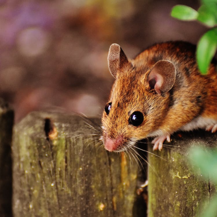 Orchids Pest Control: 10 Pests And Step-by-Step Fixes - A Beginner's Guide