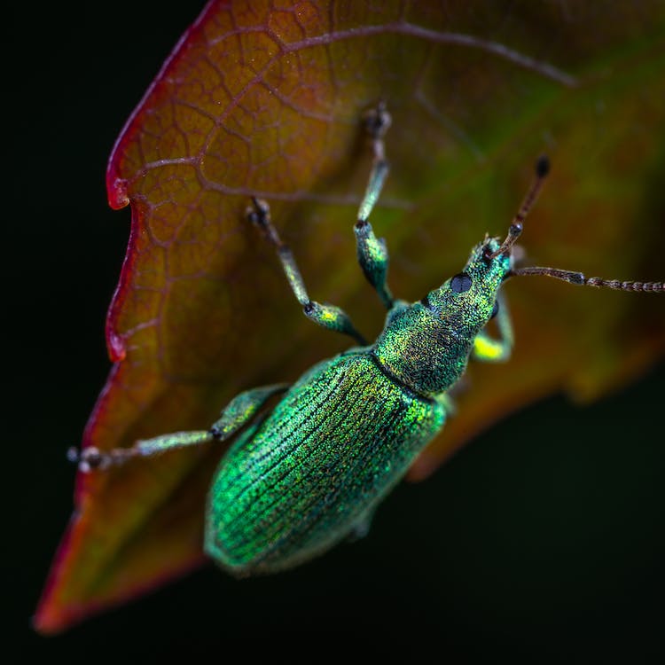 Orchids Pest Control: 10 Pests And Step-by-Step Fixes - A Beginner's Guide