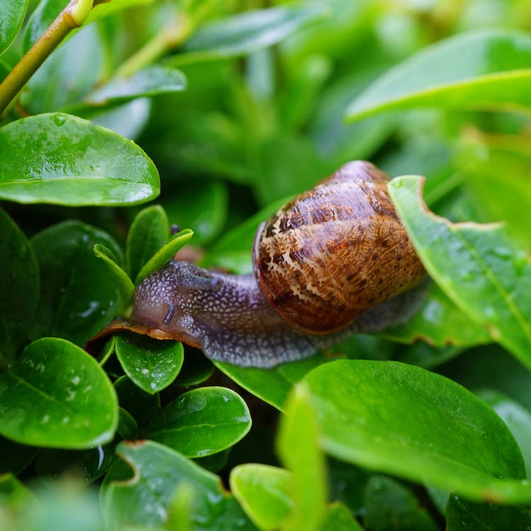 Orchids Pest Control: 10 Pests And Step-by-Step Fixes - A Beginner's Guide