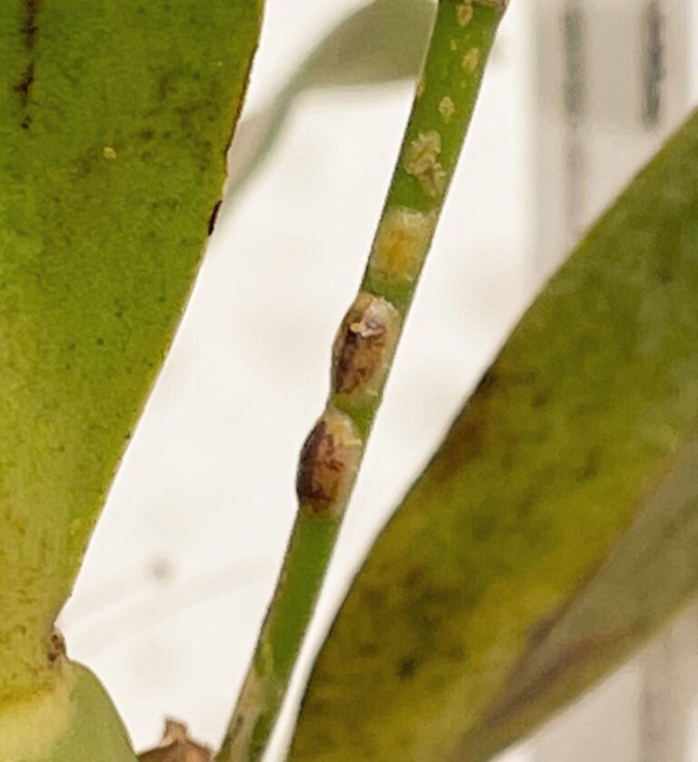 Scale Insects On Moth Orchids: Top 4 Expert Tips To Protect Your Plants ...