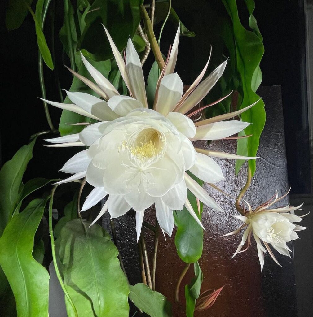 Most Expensive And Rare Flowers In The World 101: The Blooming Beauties"