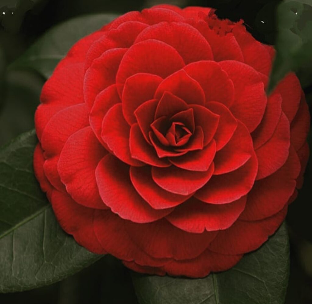 Most Expensive And Rare Flowers In The World 101: The Blooming Beauties"